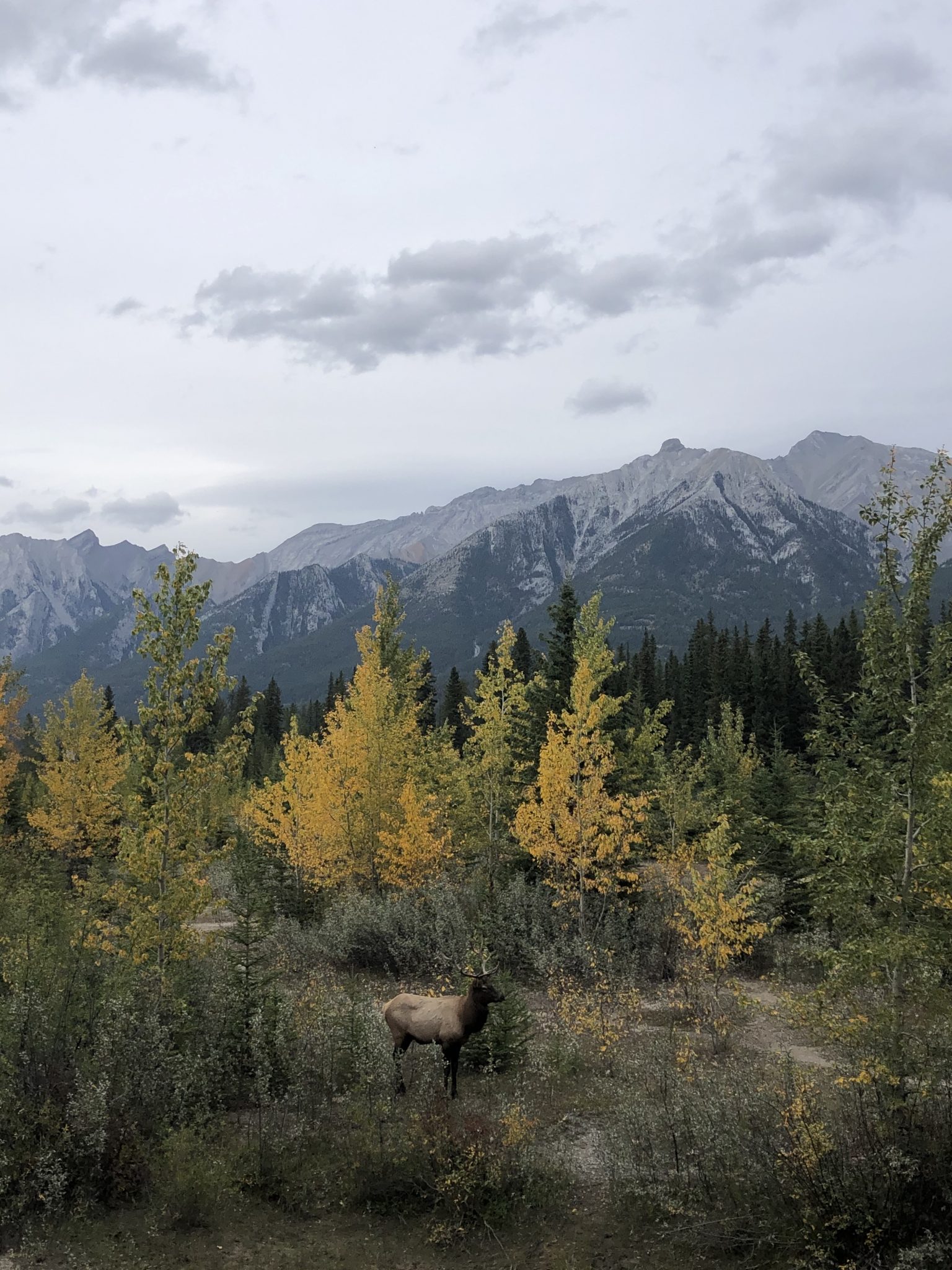 A 2023 Guide to the Stunning Town of Canmore - KiraKira Travels